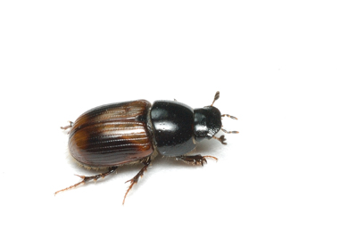 一日一種 あらため ときどき一種: マグソコガネ